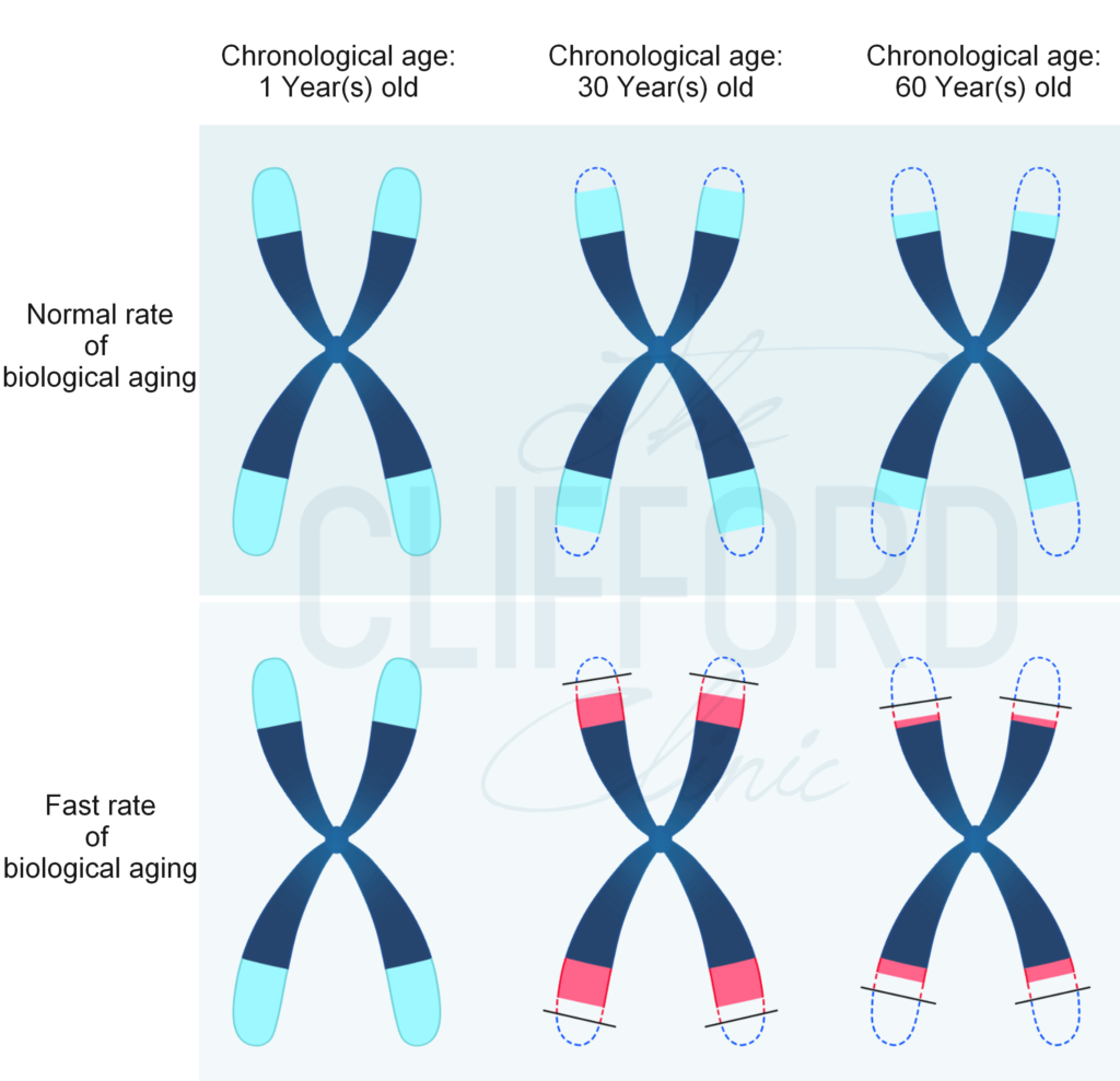 DNA telomere screen to determine cell biological age - The Clifford Clinic