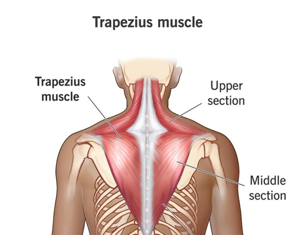 TrapTox Shoulder Slimming in Singapore: A Spine Trained Guide to ...